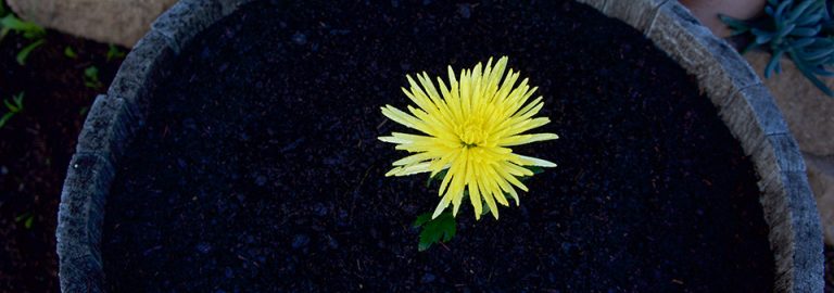 Planter's Blend Compost | San Pasqual Valley Soils